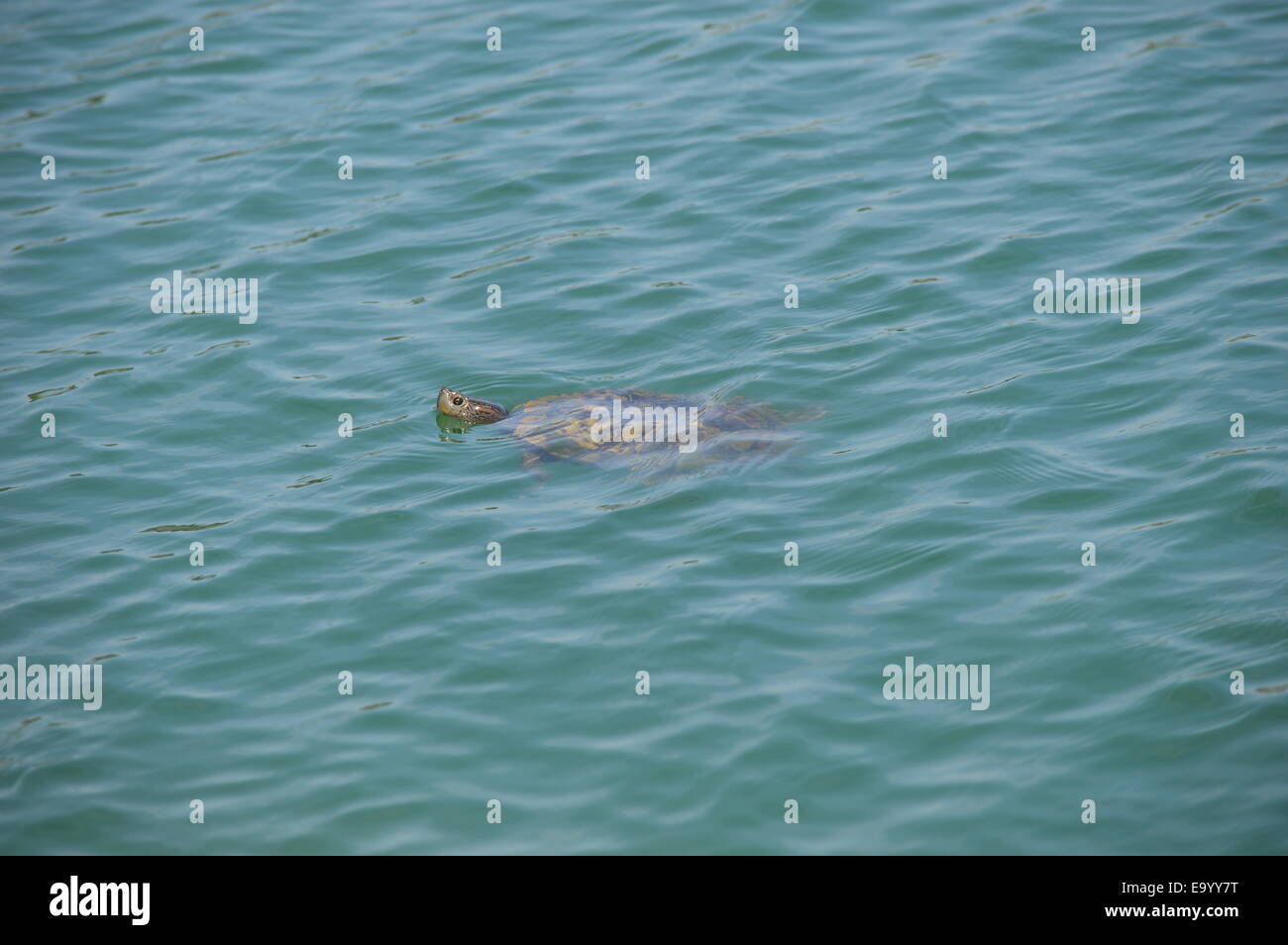 A Terrapin swimming in a lake Stock Photo - Alamy