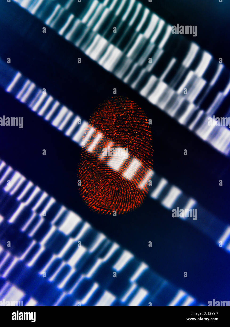 Human fingerprint placed on DNA gel illustrating genetic engineering ...