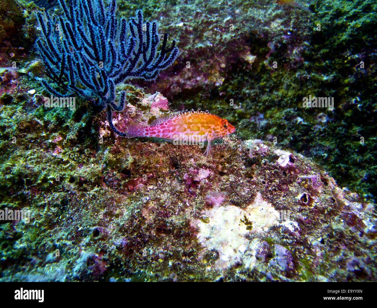 A colorful underwater scene Stock Photo - Alamy