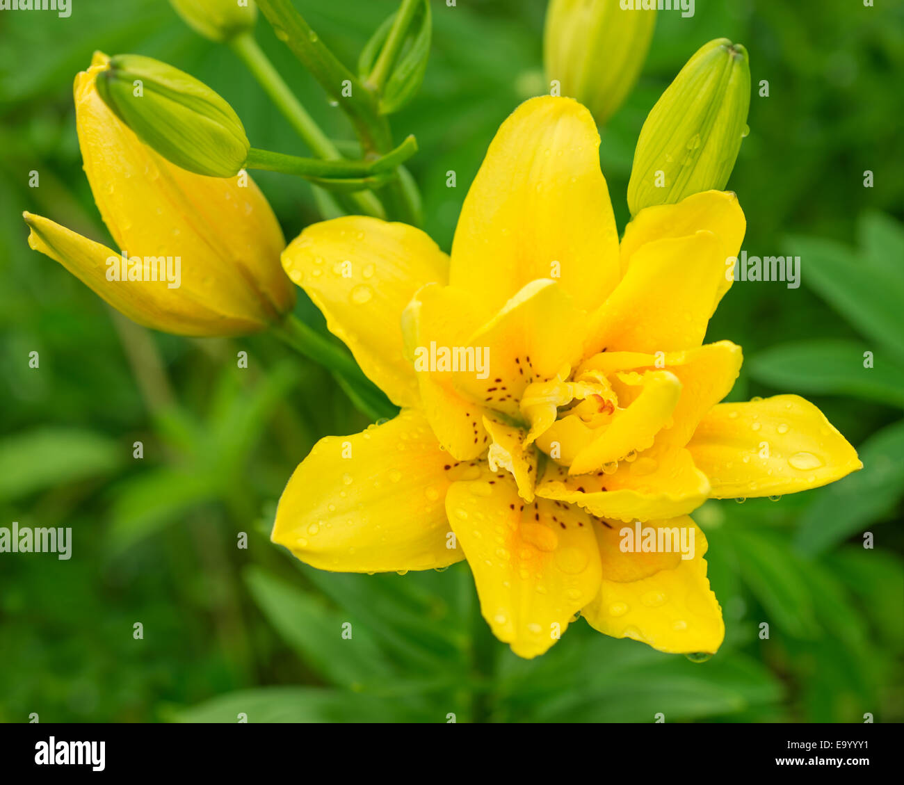 Yellow lily in nature Stock Photo - Alamy