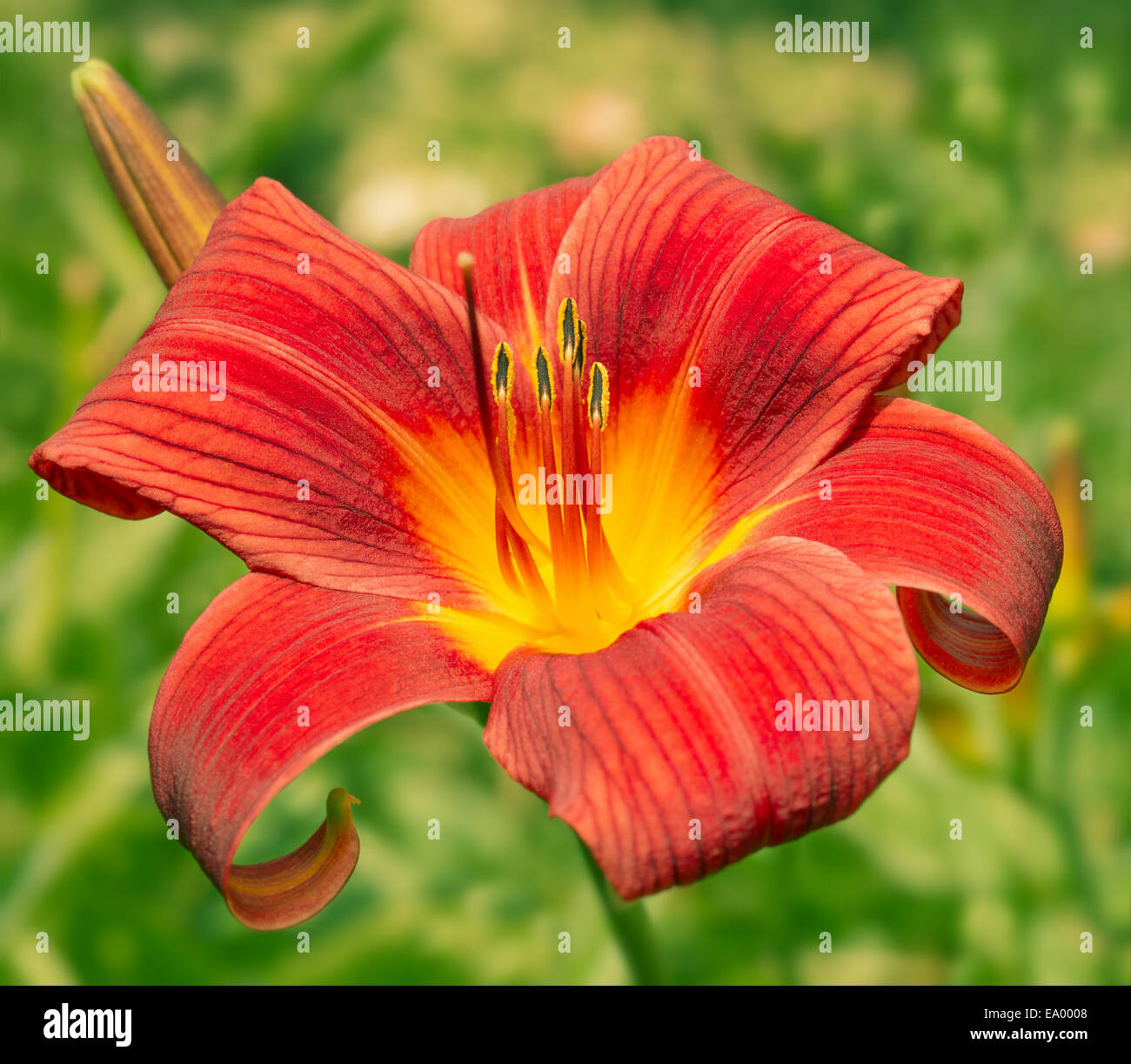 Red lily in nature Stock Photo - Alamy