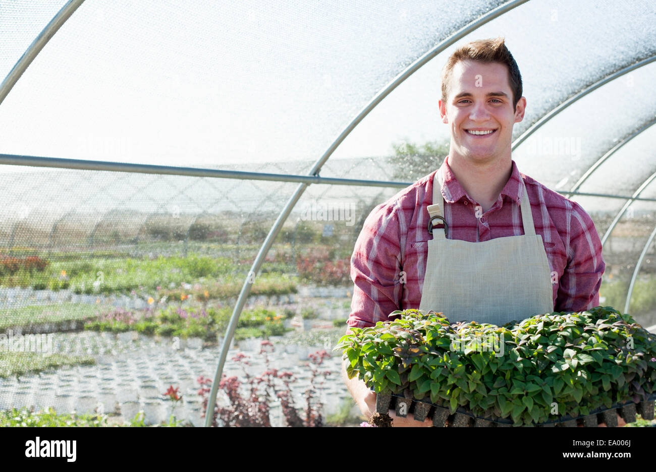 Portrait of young male horticulturalist holding plants in plant nursery ...