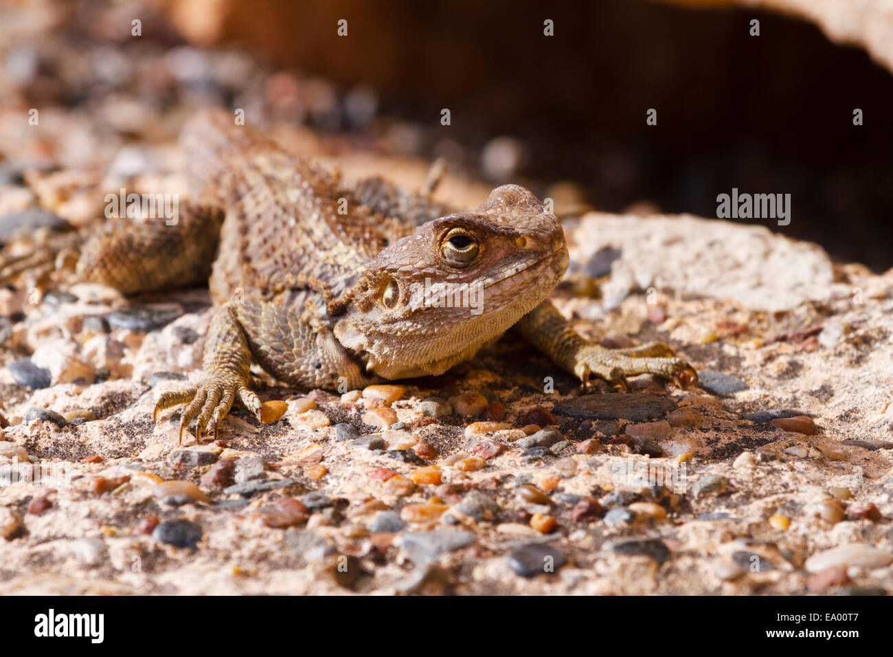 Starred Agama lizard, "laudakia stellio cyriaca", unique to Cyprus ...