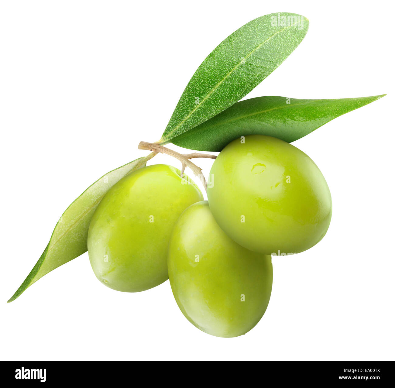 Three green olives on branch with leaves isolated on white Stock Photo ...