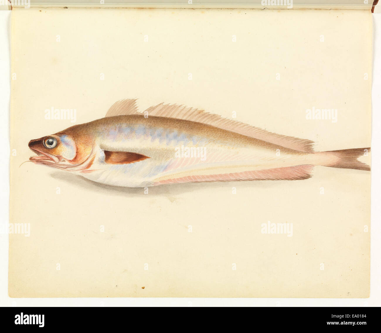 Tasmanian colonial history hi-res stock photography and images - Alamy