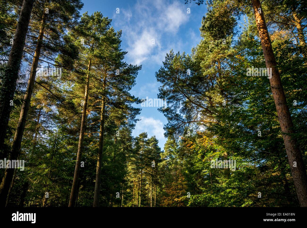 Into forest hi-res stock photography and images - Alamy