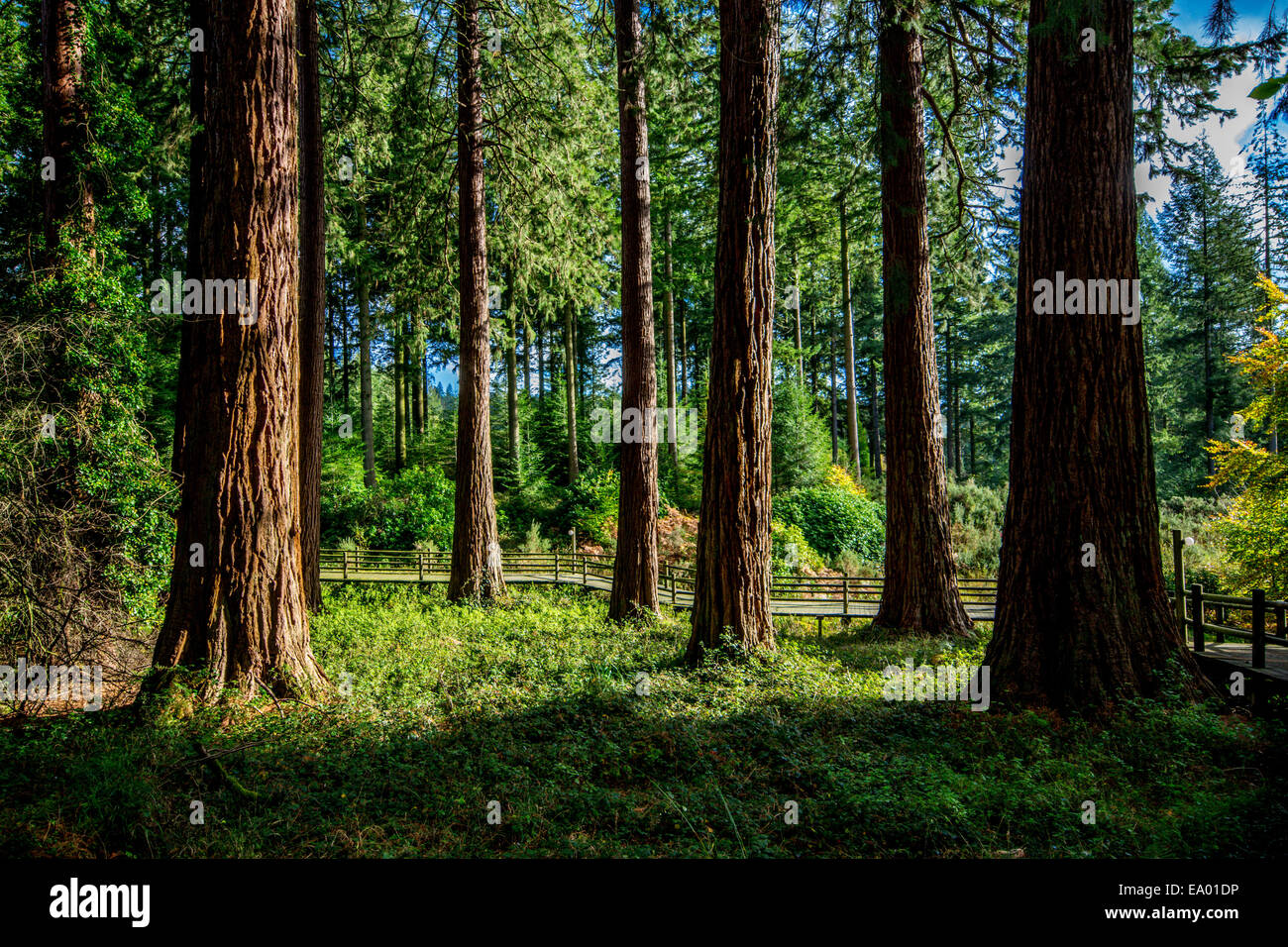 English forest hi-res stock photography and images - Alamy