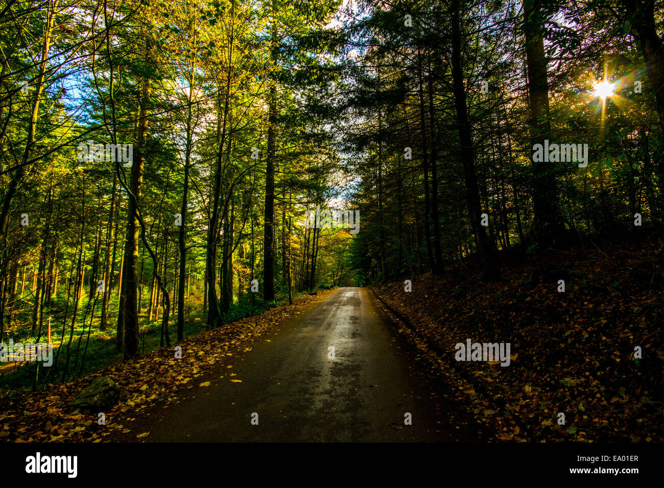 Autumn in an English forest Stock Photo - Alamy