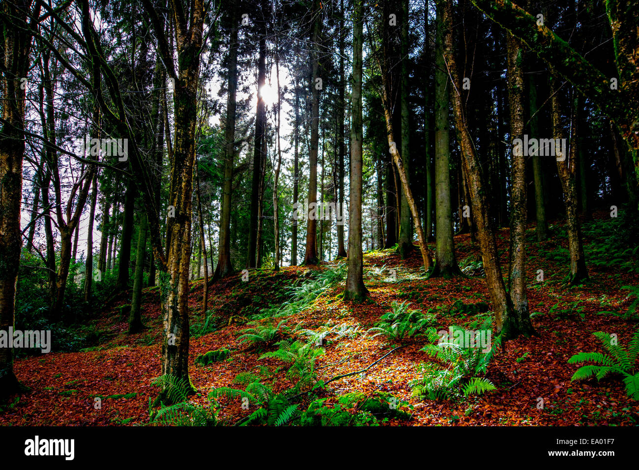 Autumn in an English forest Stock Photo - Alamy