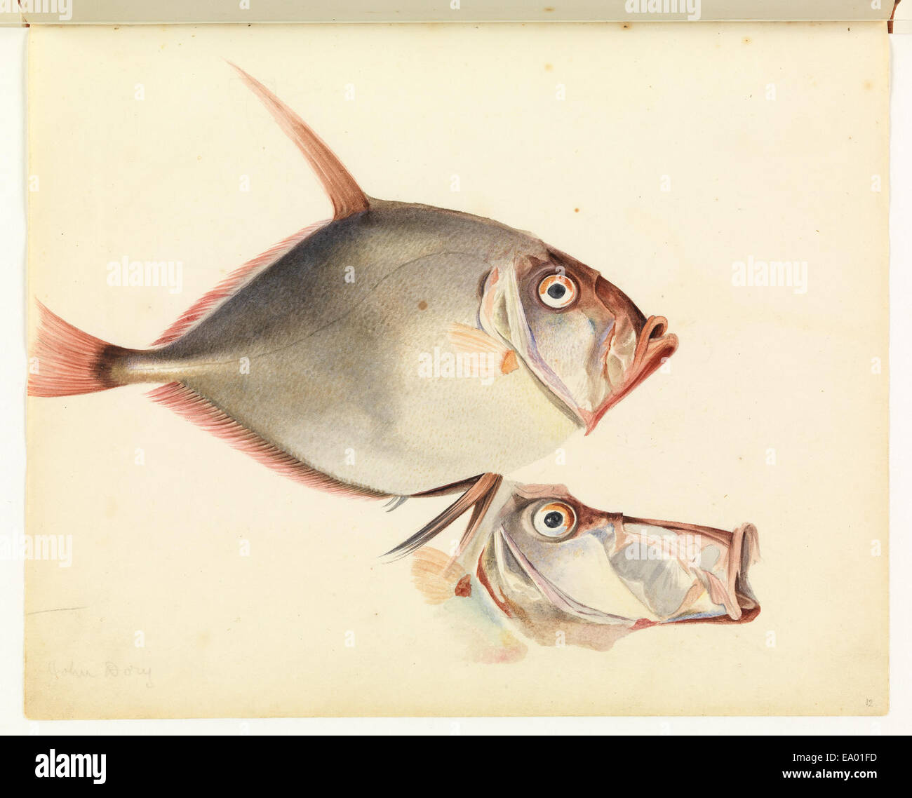 Silver dory hi-res stock photography and images - Alamy