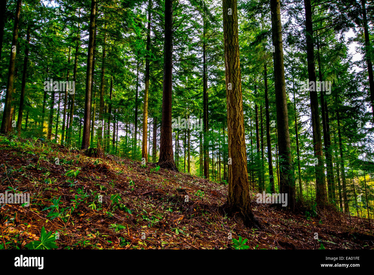 Autumn in an English forest Stock Photo - Alamy