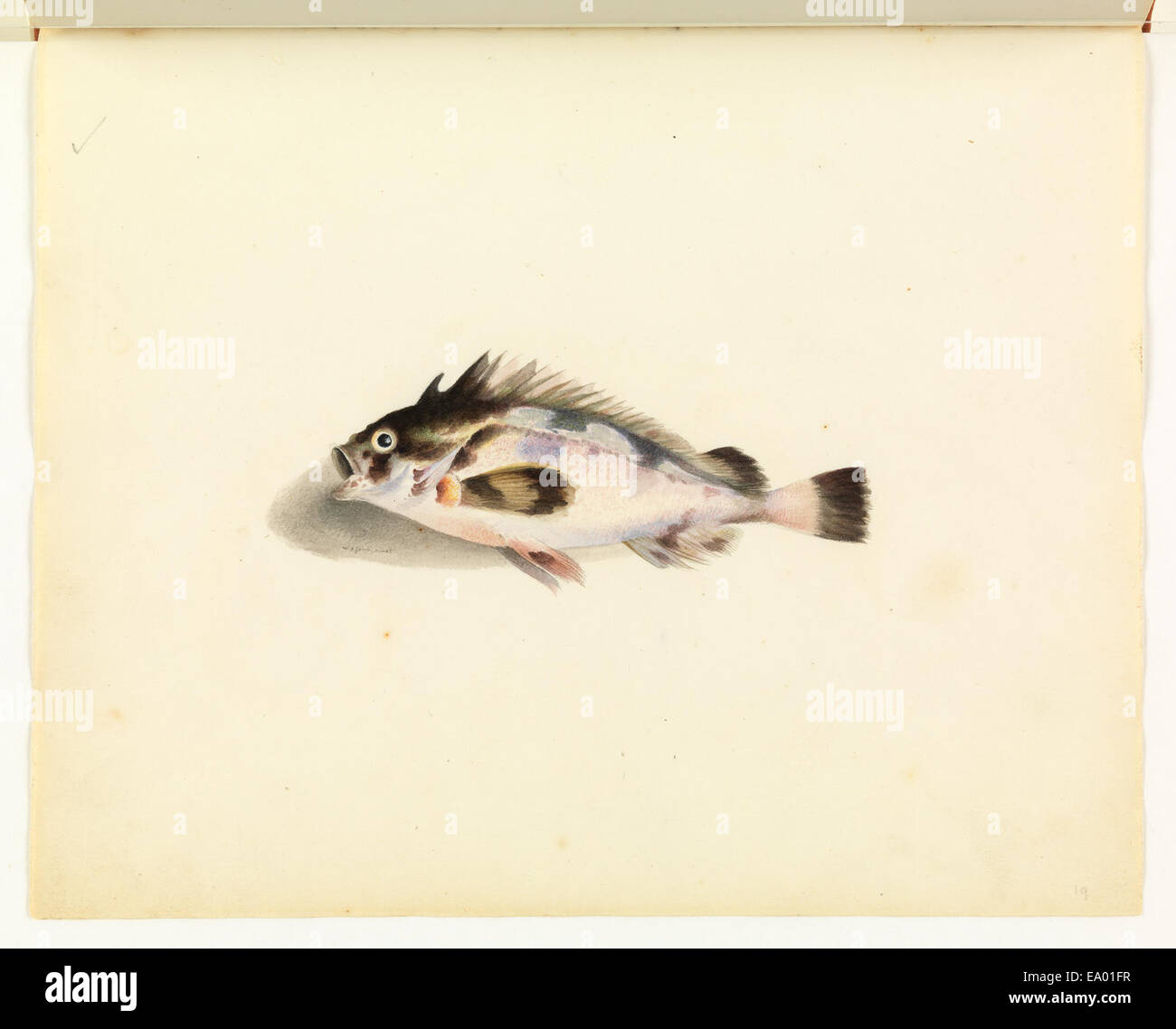 Tasmanian Fish High Resolution Stock Photography and Images - Alamy