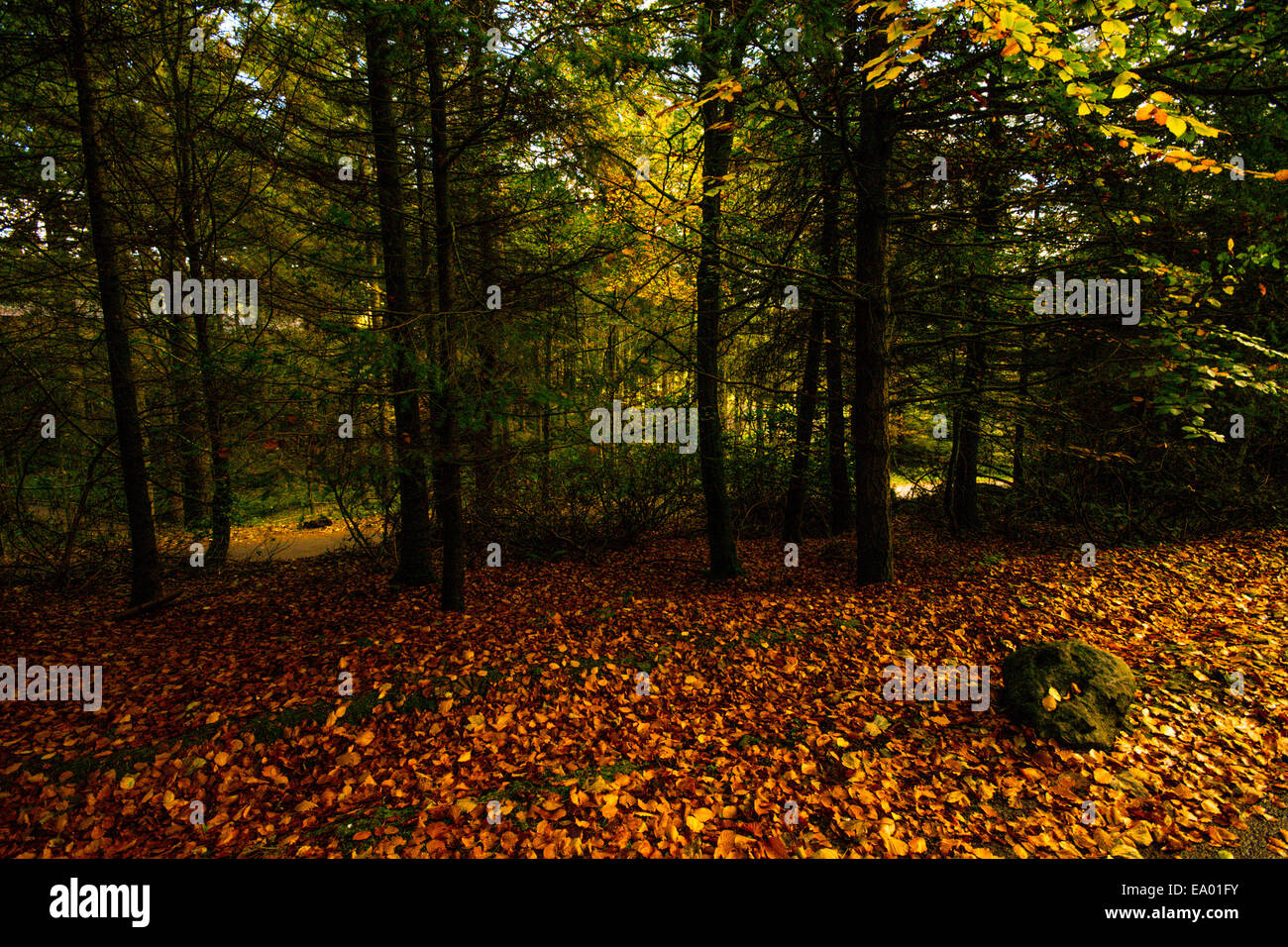 Autumn in an English forest Stock Photo - Alamy