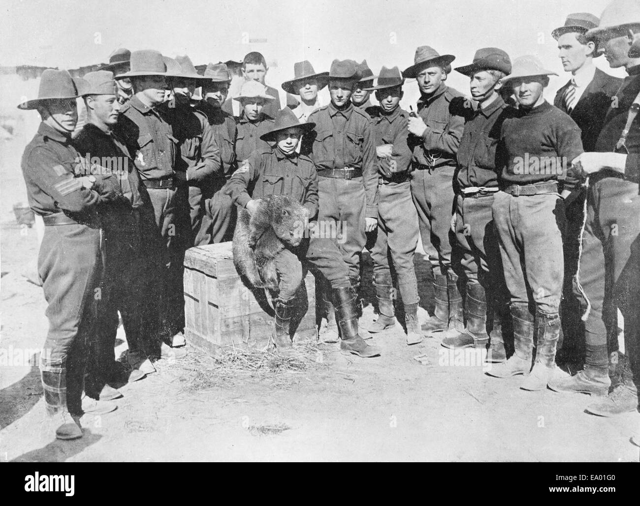 Soldiers- gathered around a wombat at Brighton Camp, World War One ...