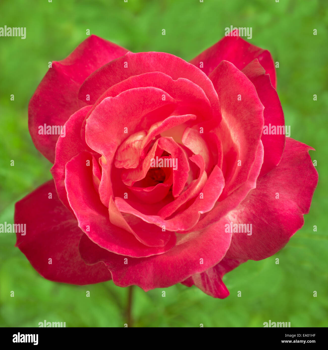 Bright pink rose in nature Stock Photo - Alamy