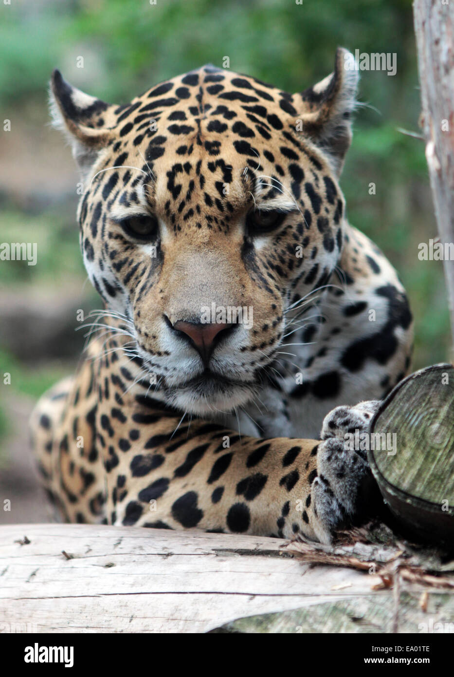 Leopard zoo hi-res stock photography and images - Alamy
