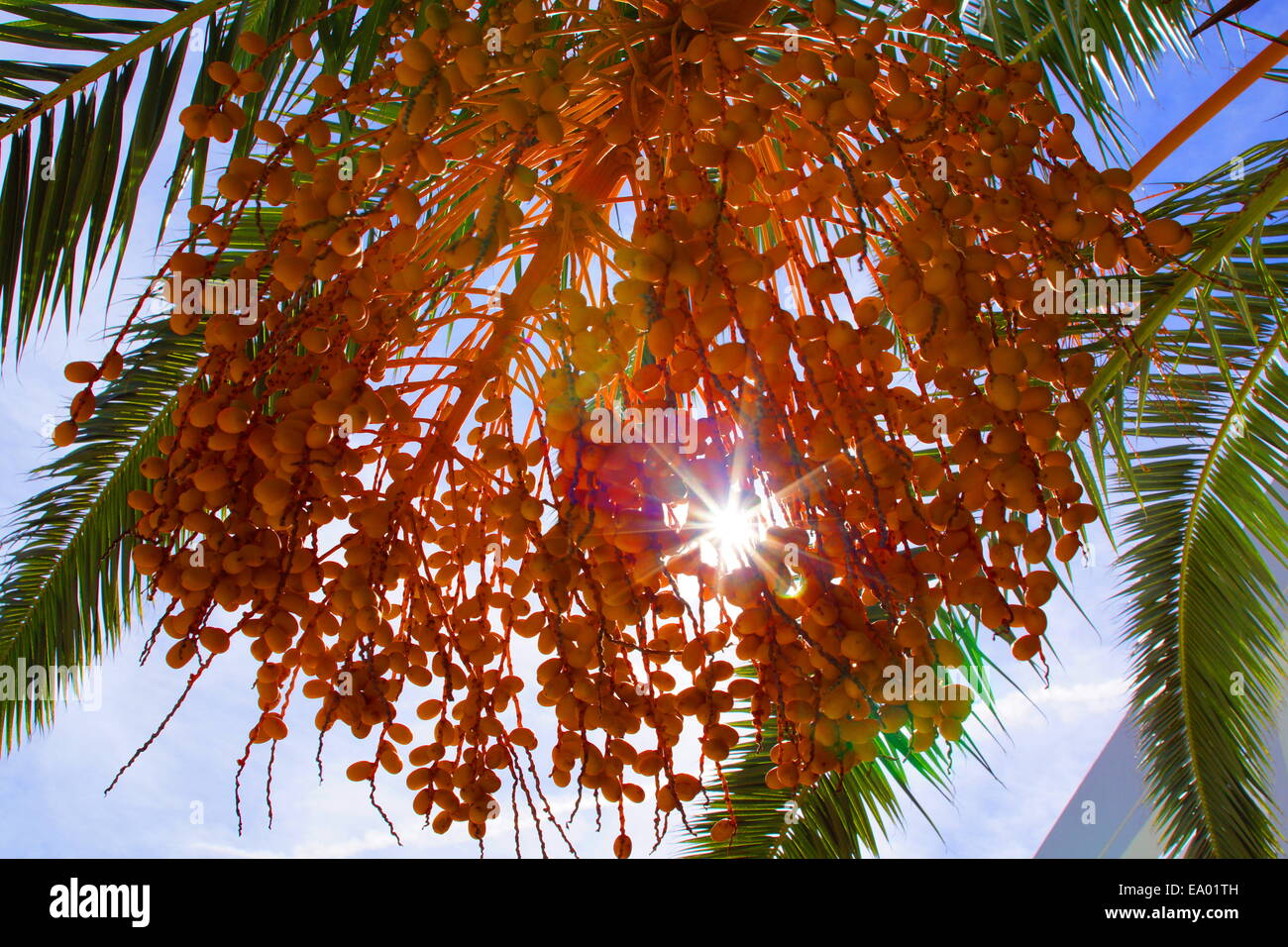 Paradise Fruits High Resolution Stock Photography and Images - Alamy