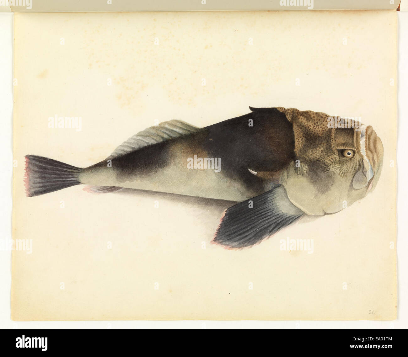 A watercolor painting of a stargazer fish by William Buelow Gould, a ...