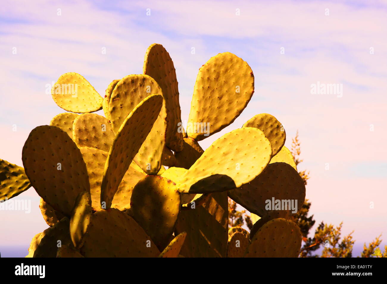 Beach cactus hi-res stock photography and images - Alamy