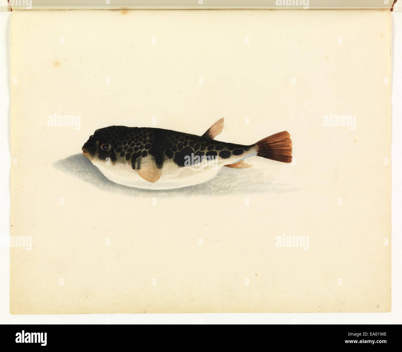 A watercolor painting of a toad fish by William Buelow Gould, a ...