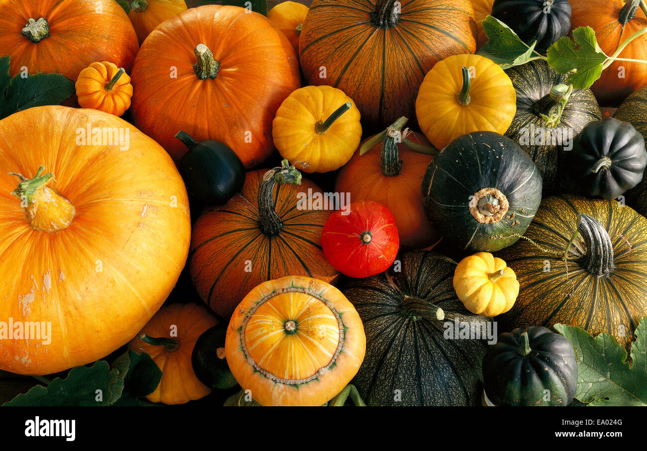 Agriculture - Assorted pumpkin varieties, studio Stock Photo - Alamy