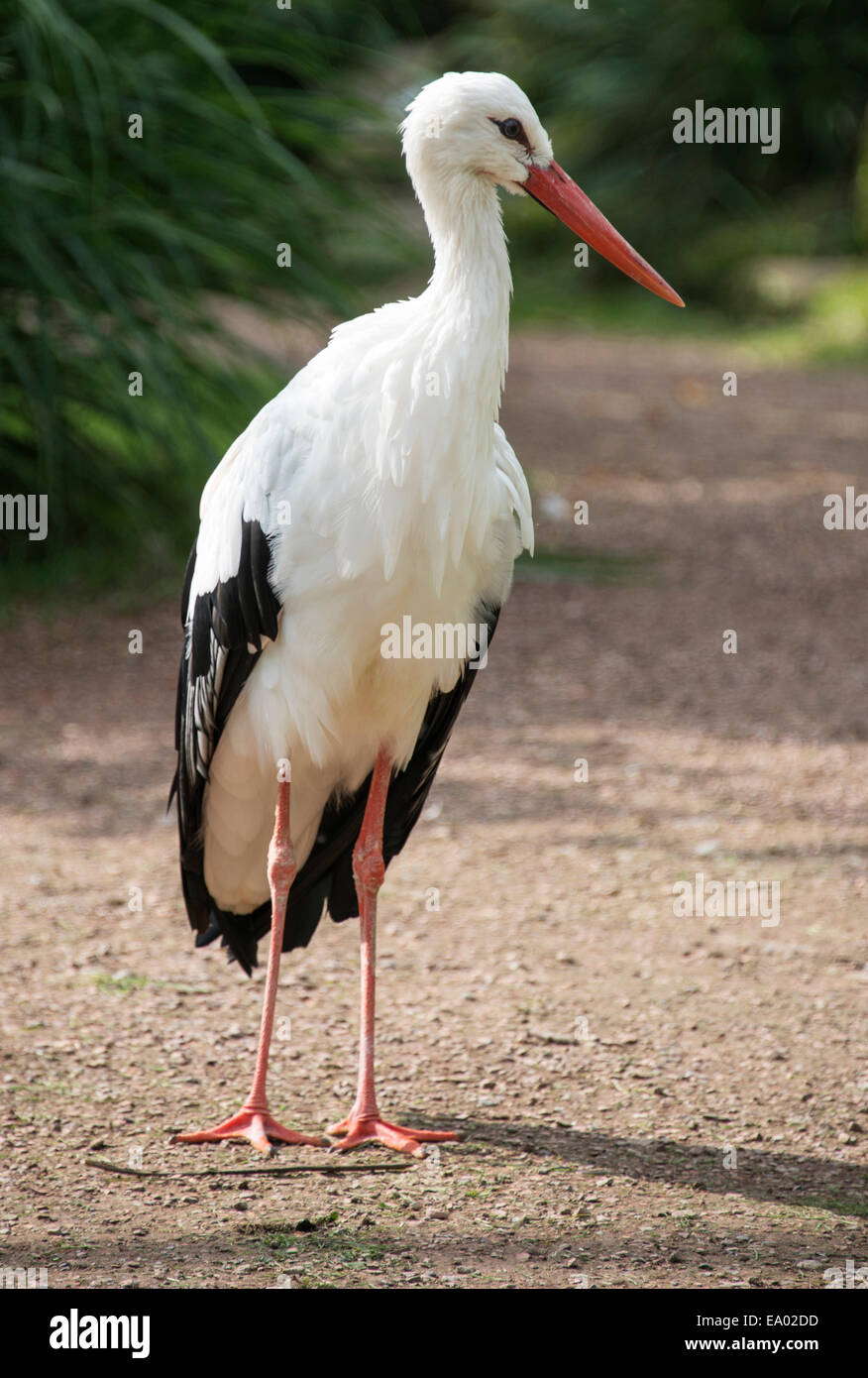 standing stork with green plants background Stock Photo - Alamy