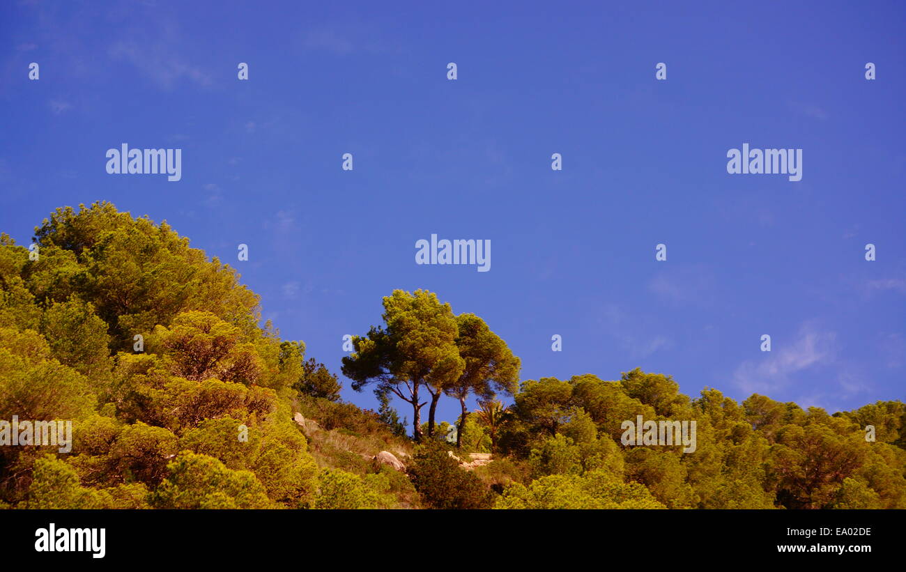 Ibiza trees hi-res stock photography and images - Alamy