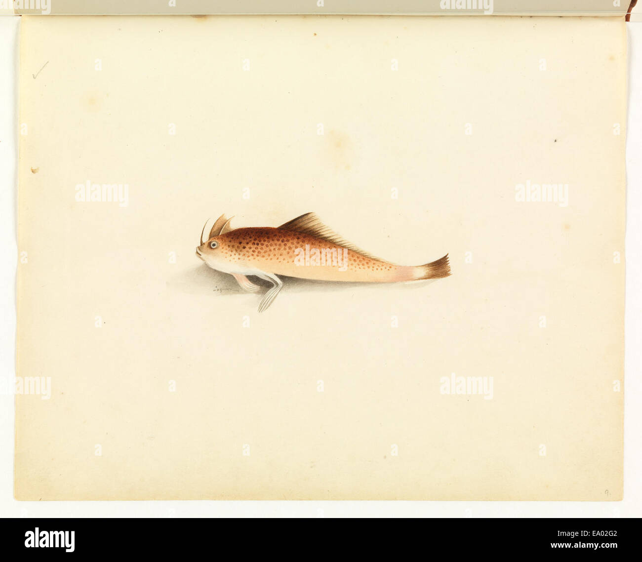 A walking fish, often associated with species like mudskippers or ...