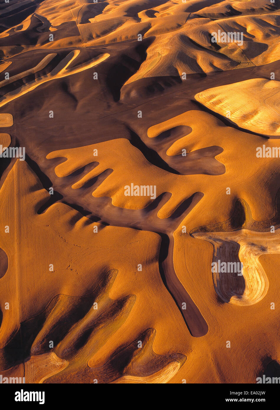 Aerial, ripe, partially harvested wheat fields, and fallow fields, in ...