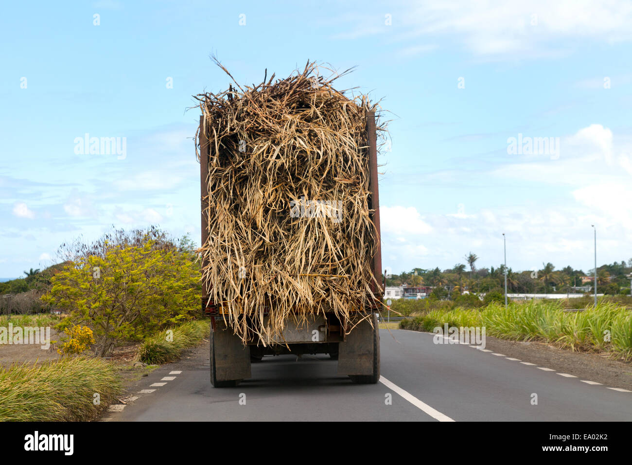 A lorry load of sugar cane being transported by road, - example of ...