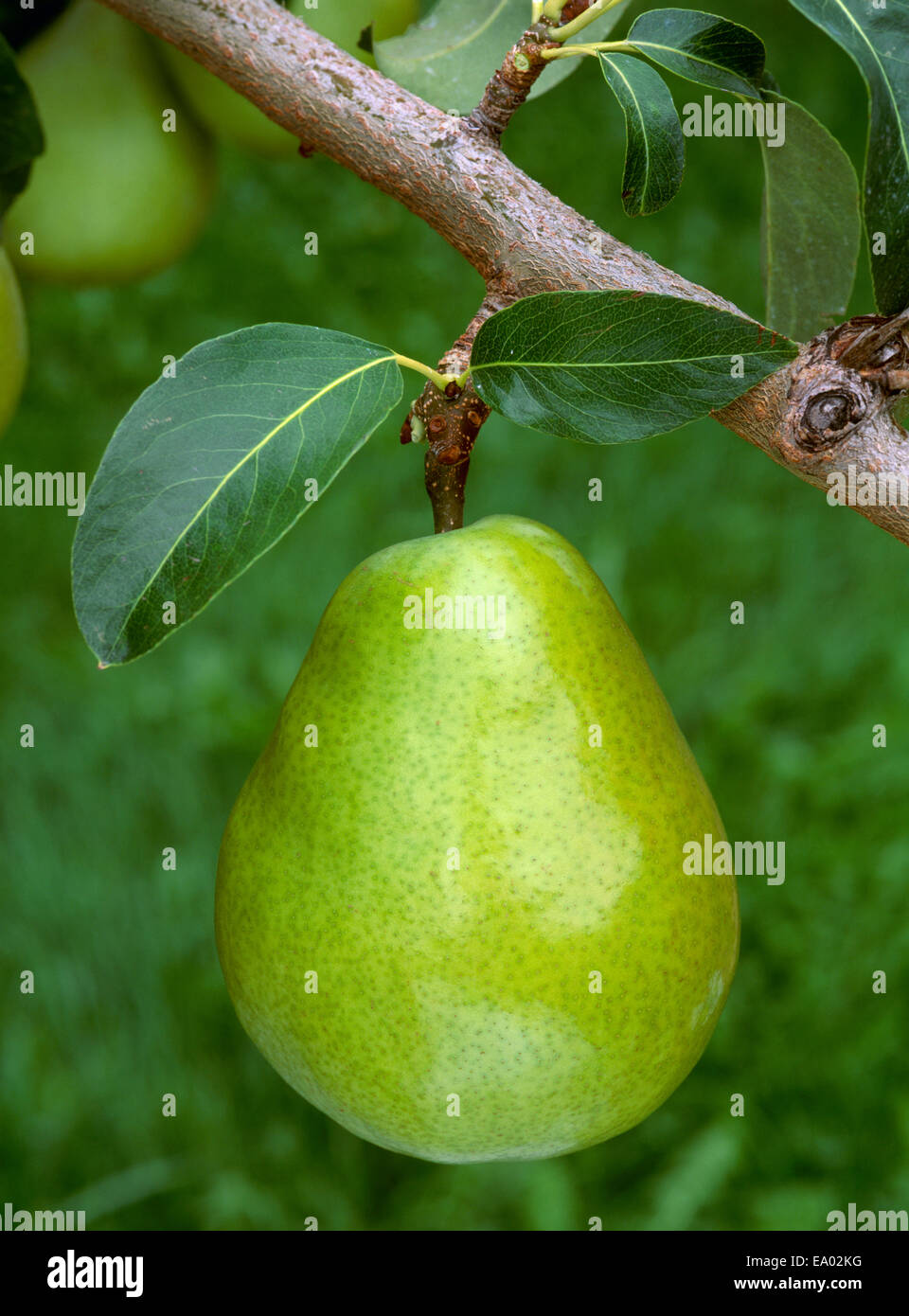 Mature danjou pear hi-res stock photography and images - Alamy