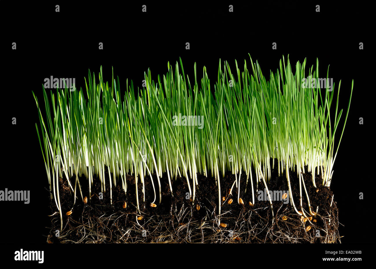 Agriculture - Research; wheat seedling plants (cereal grains) growing ...