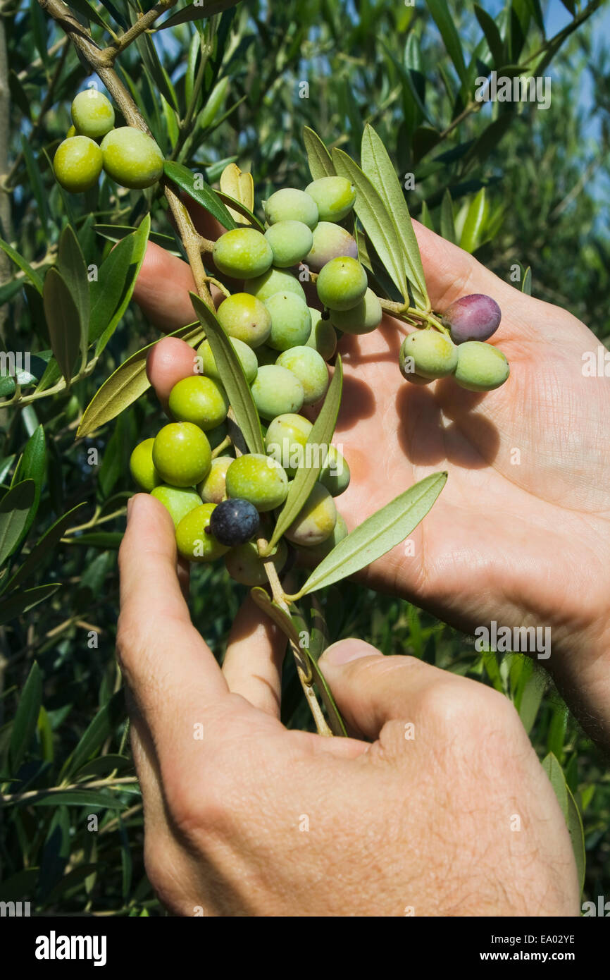 High quality crops hi-res stock photography and images - Alamy