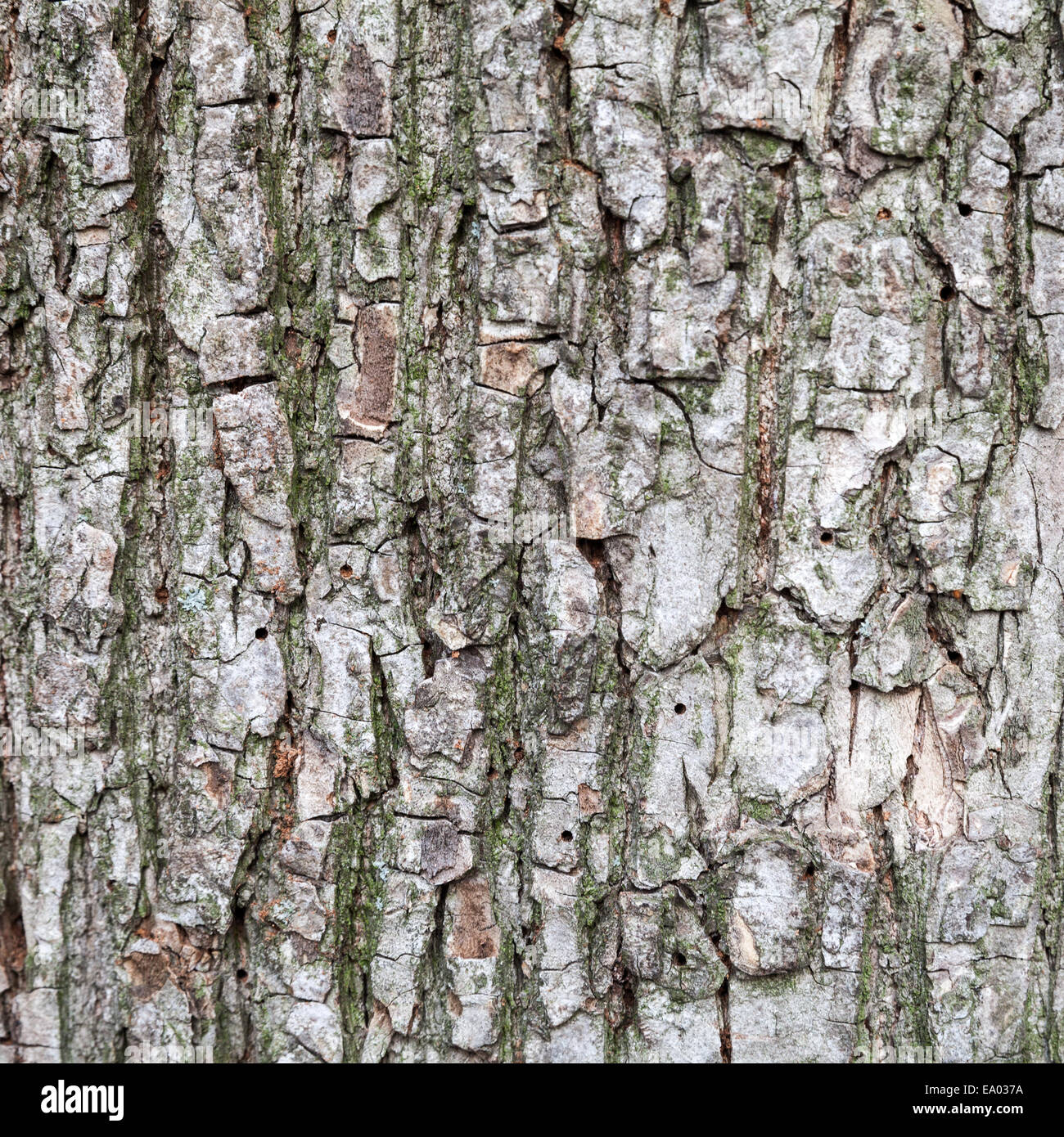 Closeup texture of old tree bark, natural detailed photo background ...