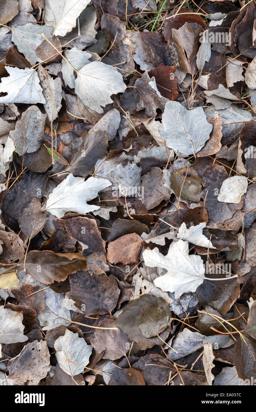 Fallen autumnal leaves on cold ground in the forest, natural detailed ...
