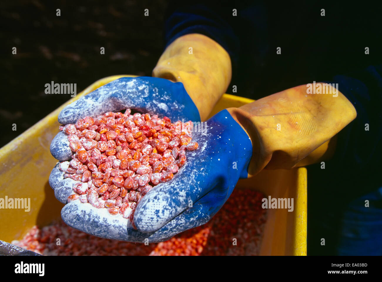 Treated seed hi-res stock photography and images - Alamy
