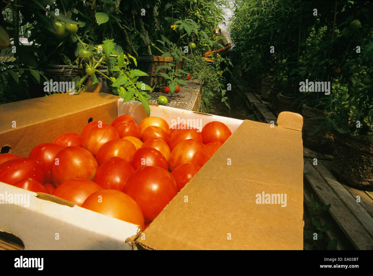 Agriculture - A box of freshly harvested organic fresh market tomatoes ...