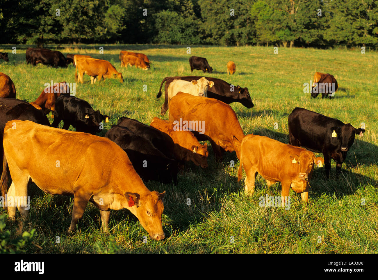 Agriculture - Mixed breeds (Angus, Charolais and Limousin) of beef ...