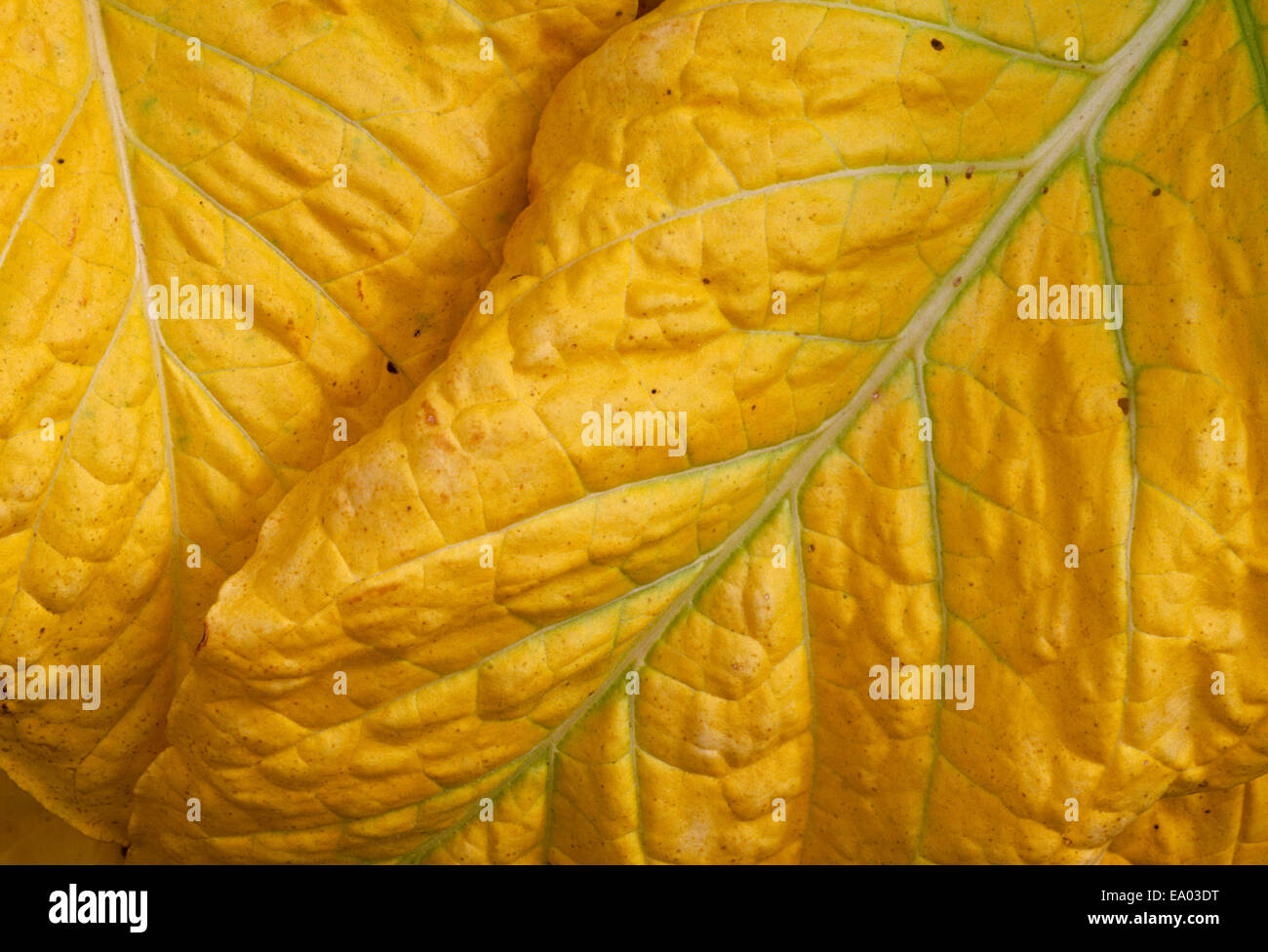 Flue cured tobacco hi-res stock photography and images - Alamy