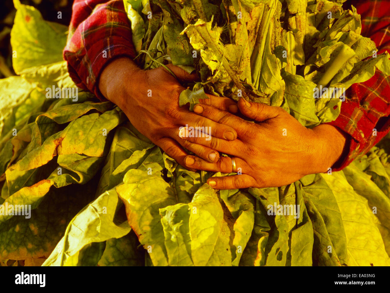 Flue cured tobacco hi-res stock photography and images - Alamy