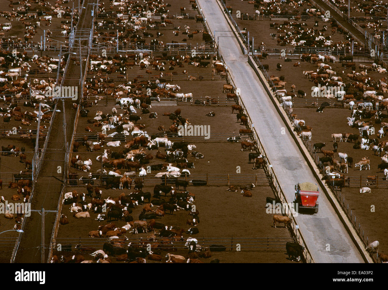Feedlot texas hi-res stock photography and images - Alamy