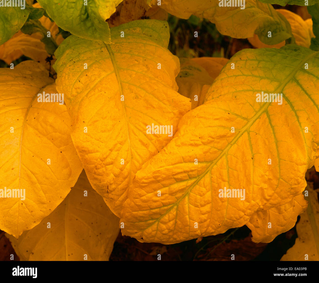 Flue cured tobacco hi-res stock photography and images - Alamy