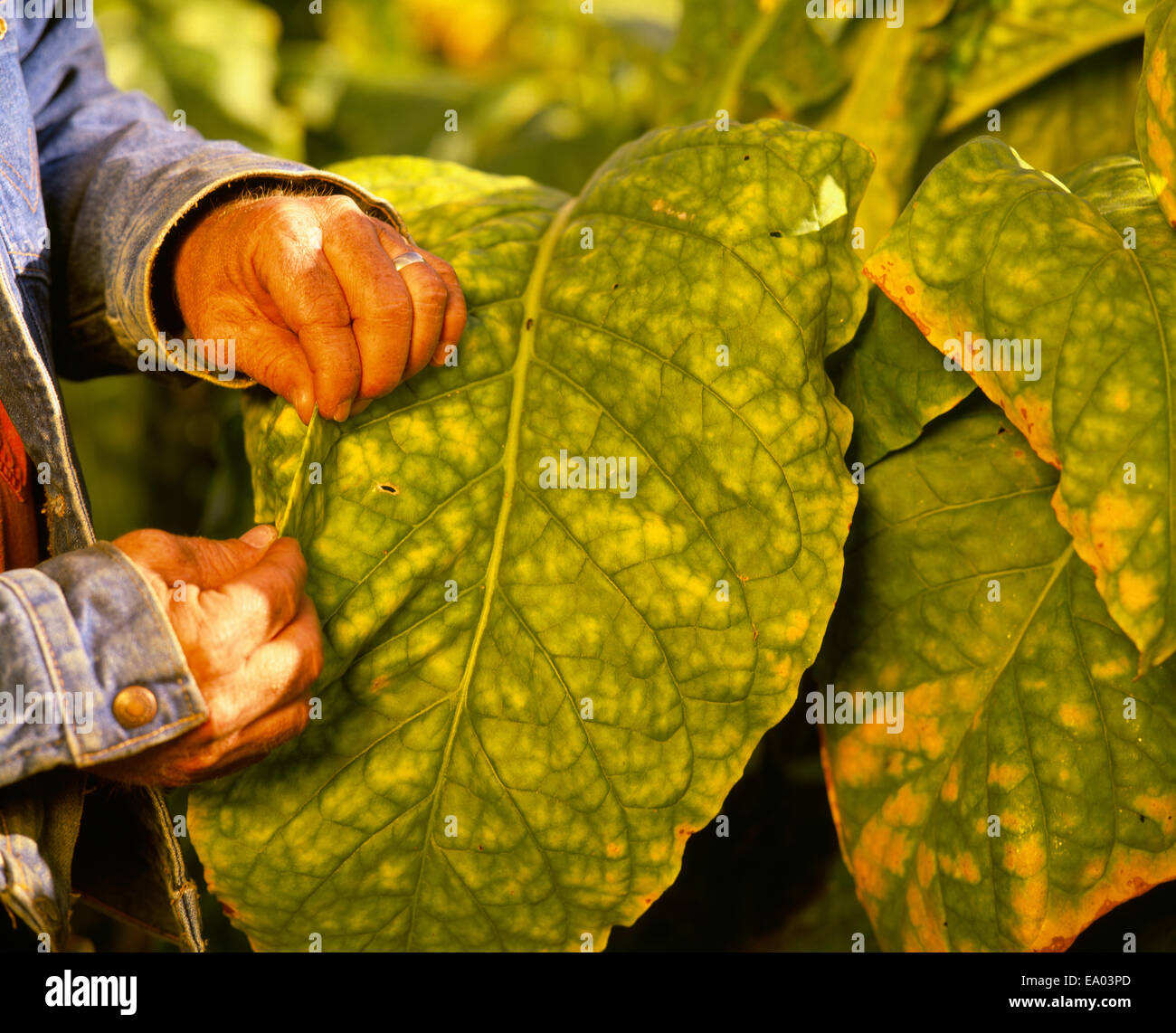 Flue Cured Tobacco High Resolution Stock Photography and Images - Alamy
