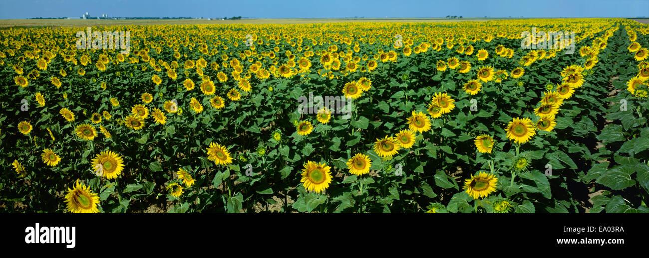 Agriculture - Sunflower field, sunflowers grown for oilseed production ...