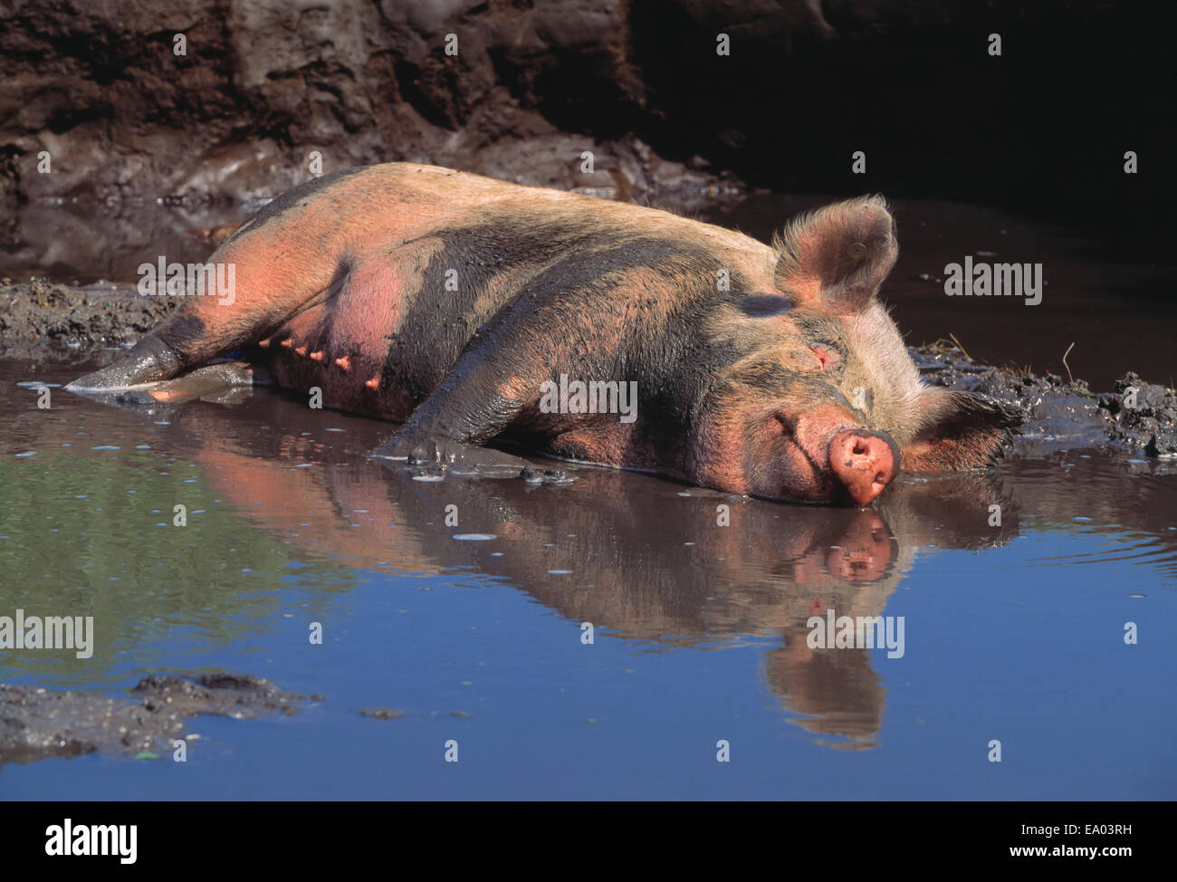 Livestock - Swine, mixed breed sow cooling off in a mud hole / Illinois ...