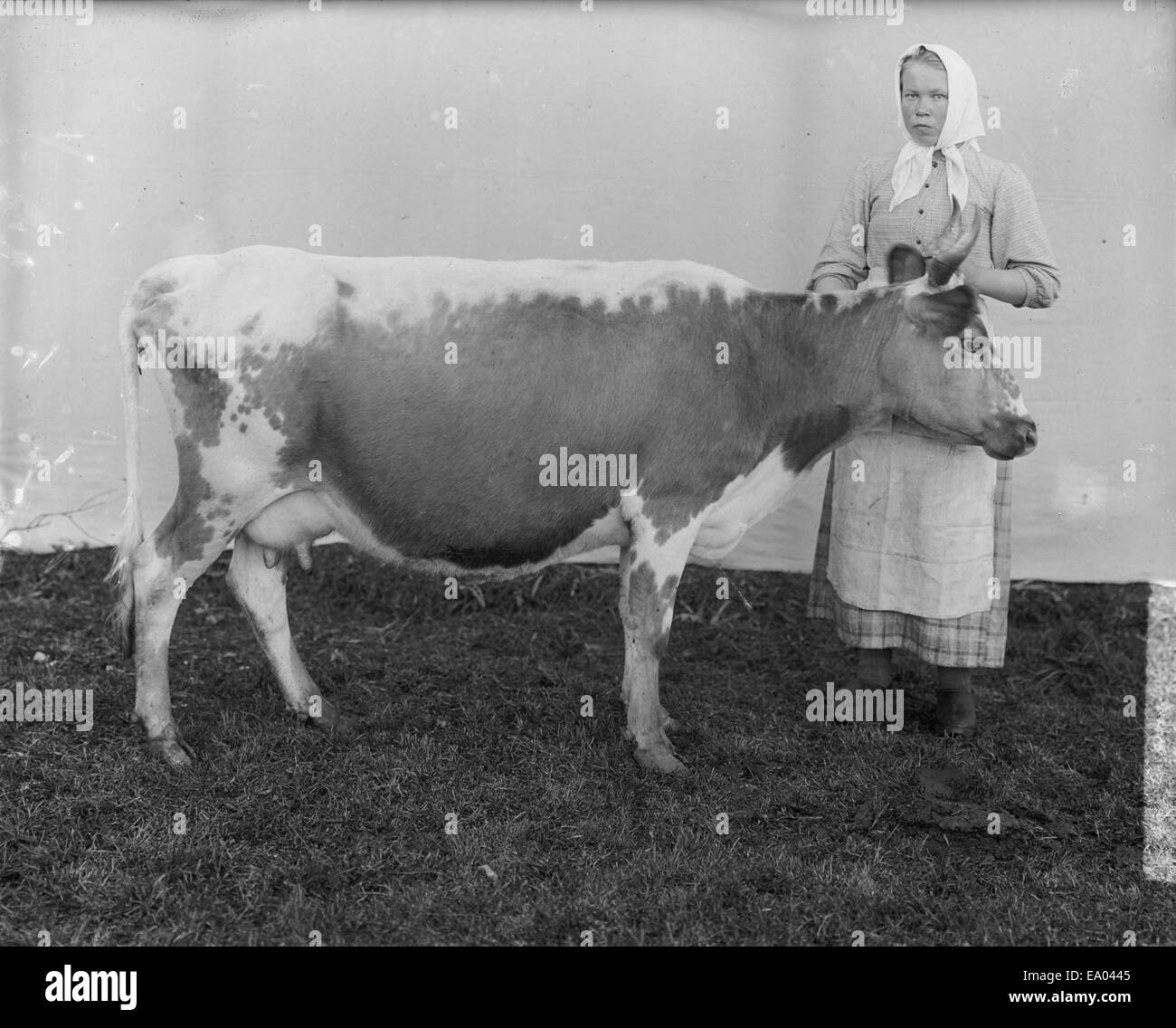 A photograph by IK Inha depicting Finnish agricultural life ...