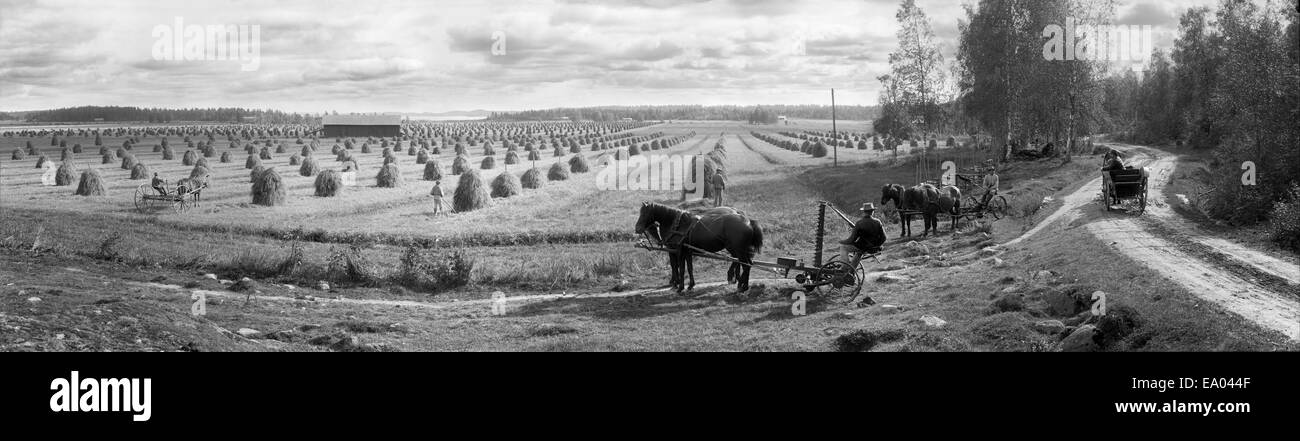 This photograph by IK Inha from 1908 captures Finnish agriculture ...