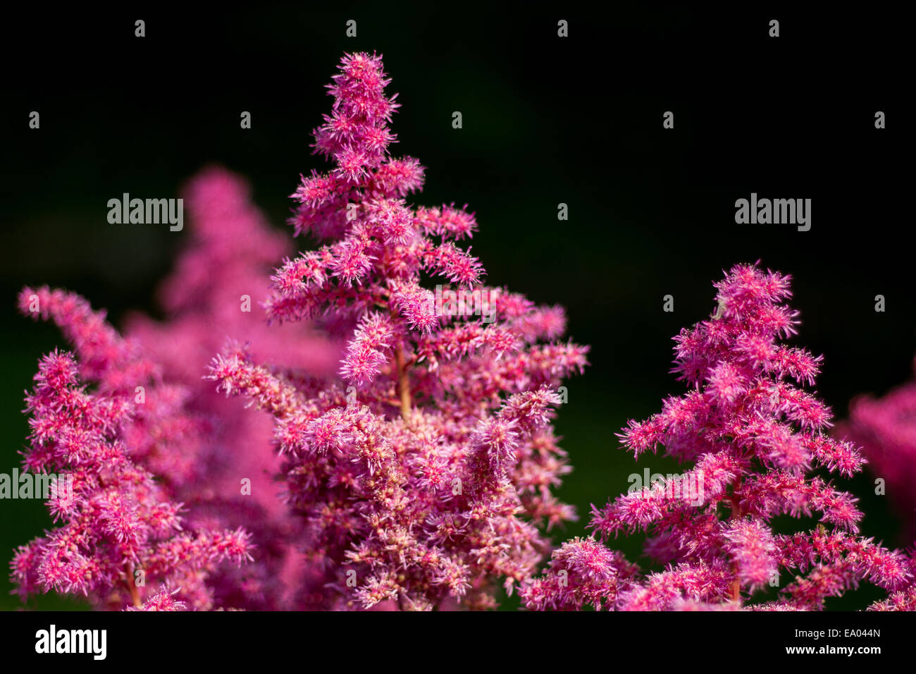 Natures wildflowers hi-res stock photography and images - Alamy