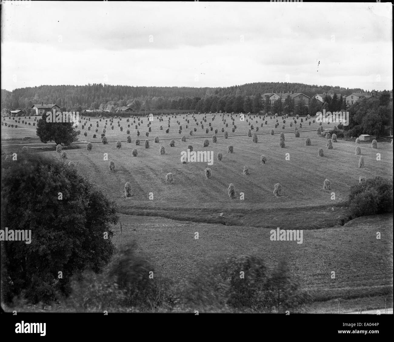 A photographic collection of Finnish agriculture by IK Inha, taken in ...