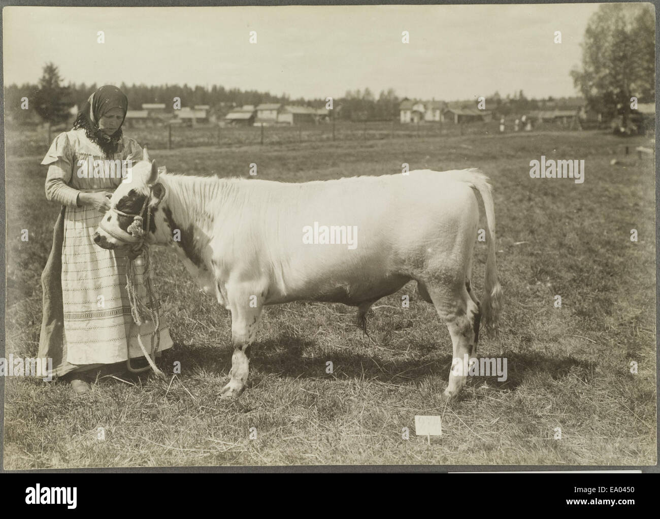 A photograph by IK Inha showing Finnish agricultural life, featuring ...